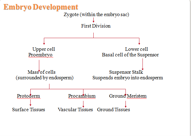 Embryo and endosperm development