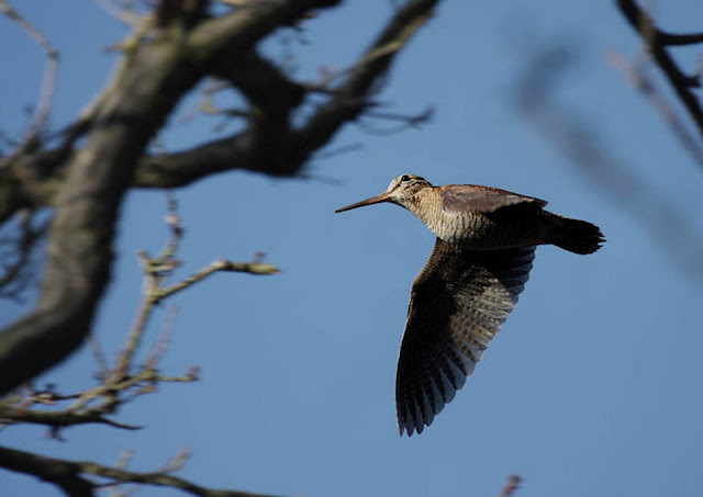 Emidio Civitillo - Cusano Mutri (BN): La BECCACCIA sverna in buon ...