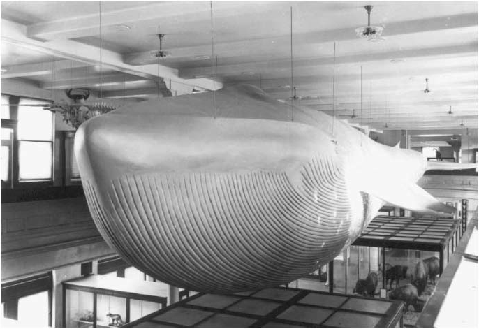 WHALES, CAMPS & TRAILS: The Sulphur Bottom Whale Model 1907