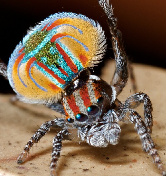 Creativity: Peacock spiders ... The world's most beautiful spiders
