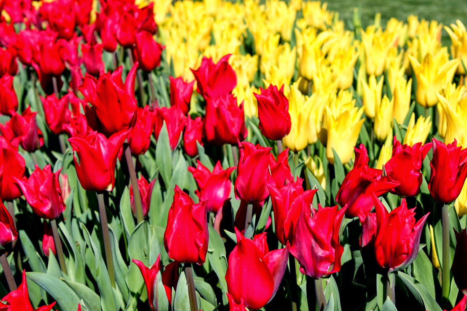 Here and There: Traditional Tulips of Turkey