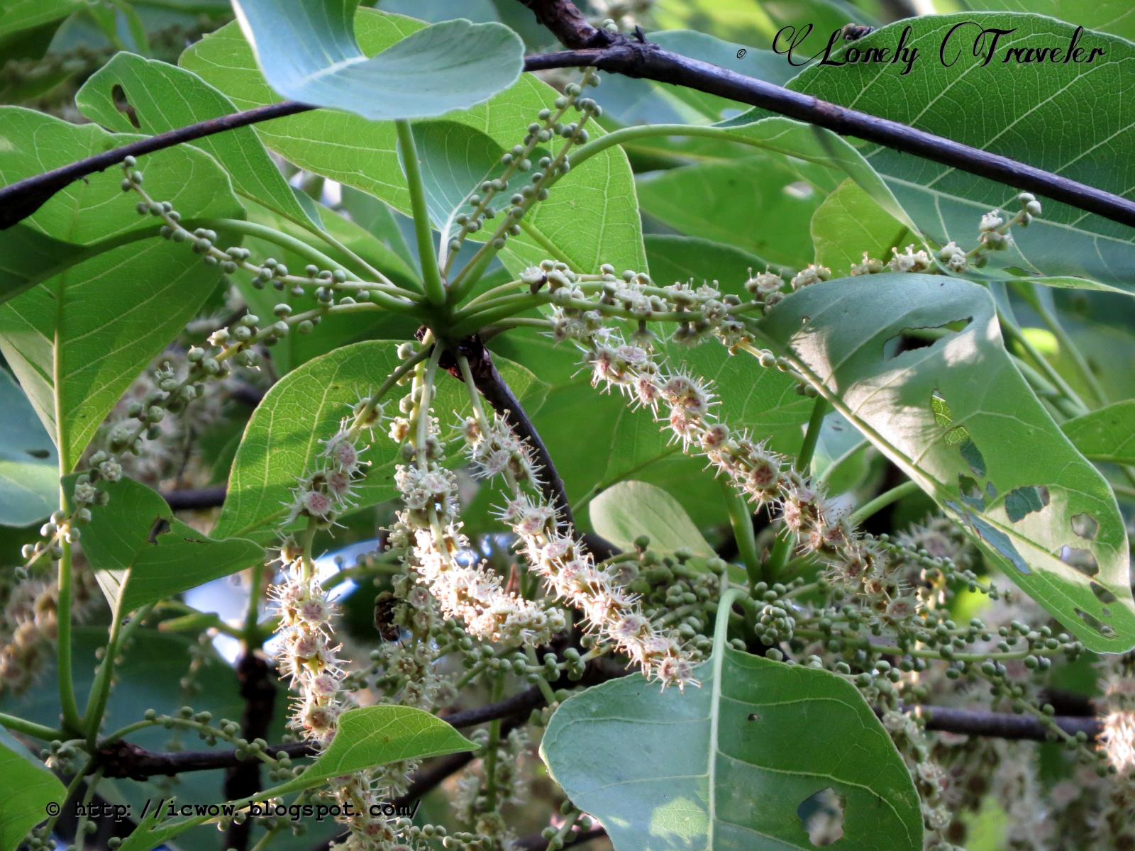 Bohera ful (বহেড়া ফুল) - Terminalia bellirica