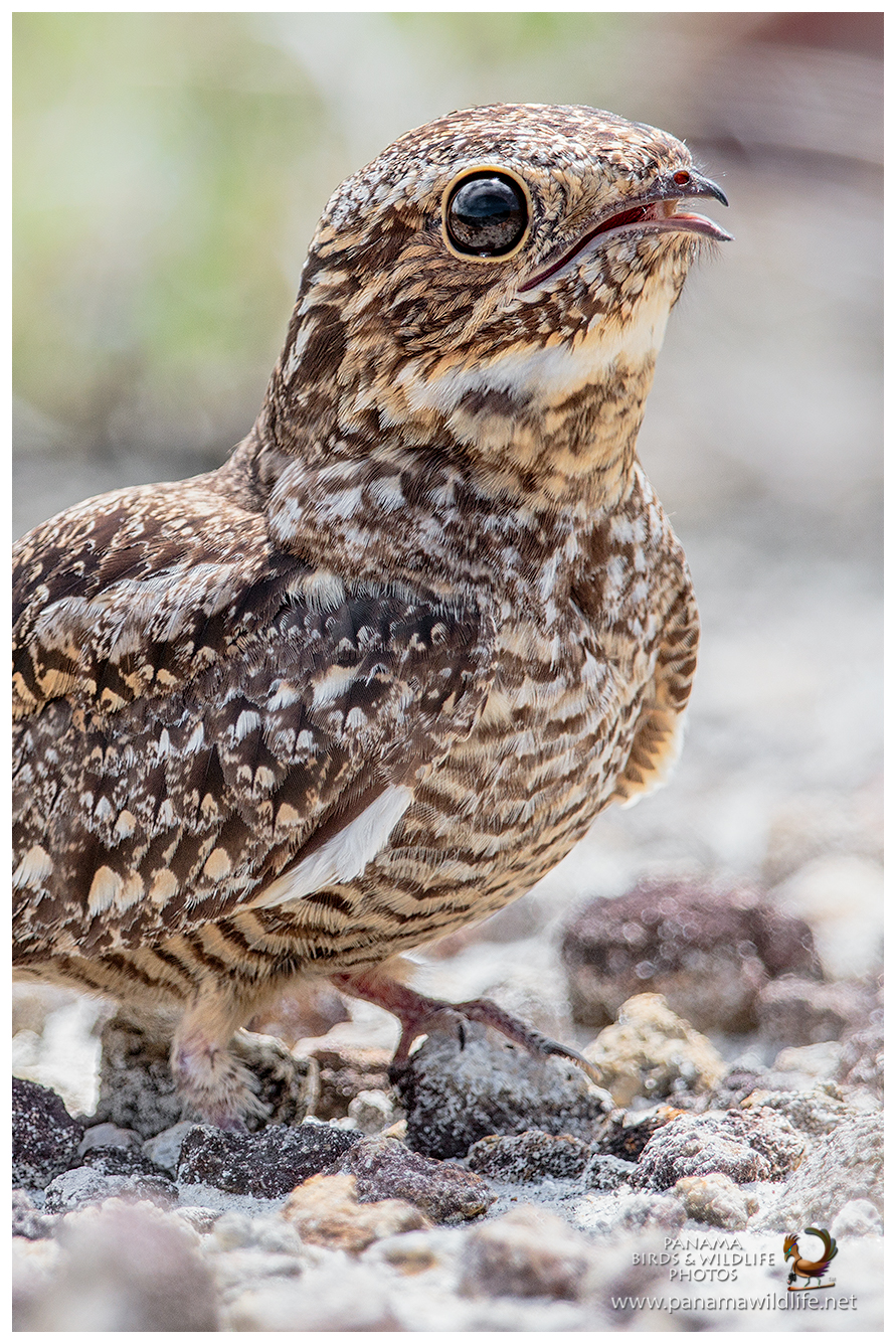 Coronado’s Dry Forest - Featured Species: Lesser Nighthawk (Chordeiles ...