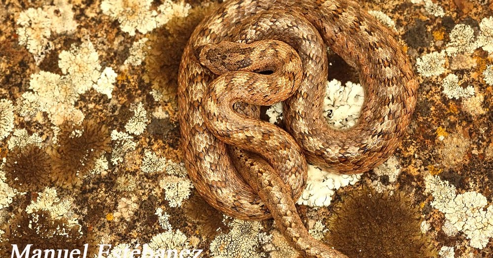 Miradas Cantábricas: Culebra lisa meridional (Coronella girondica)