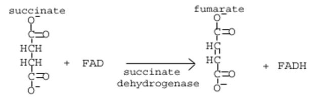 Kreb's Cycle(TCA Cycle) ~ Dhiraj's Blog