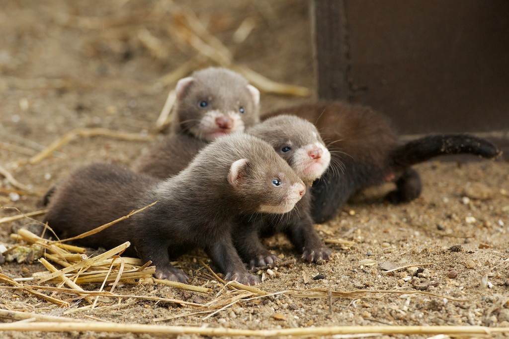 British Wildlife Centre ~ Keeper's Blog: Polecat Babies
