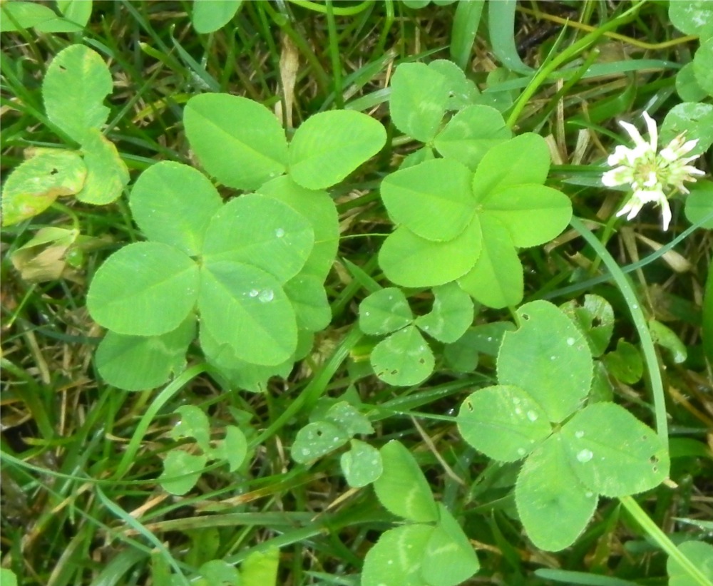 bensozia: Four-Leafed Clovers