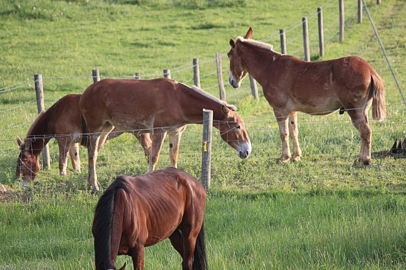 Horses And Mules - Amish Country