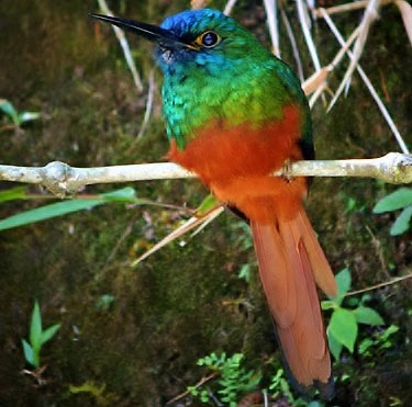 Birds of the World: Coppery-chested jacamar