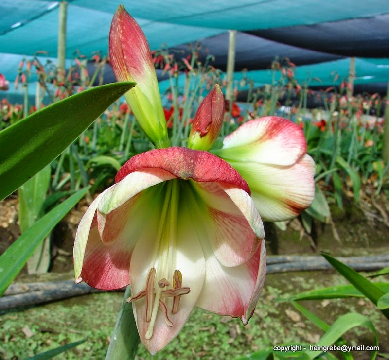 Sharing flower bulb information: Hippeastrum Hybrid Breeding Program ...