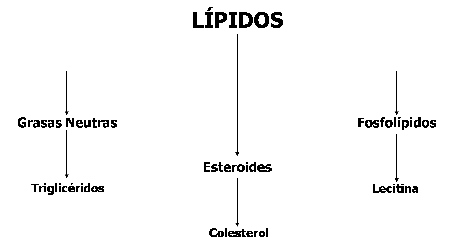 CLASIFICACIÓN DE LOS NUTRIMENTOS: Definición de nutrimentos