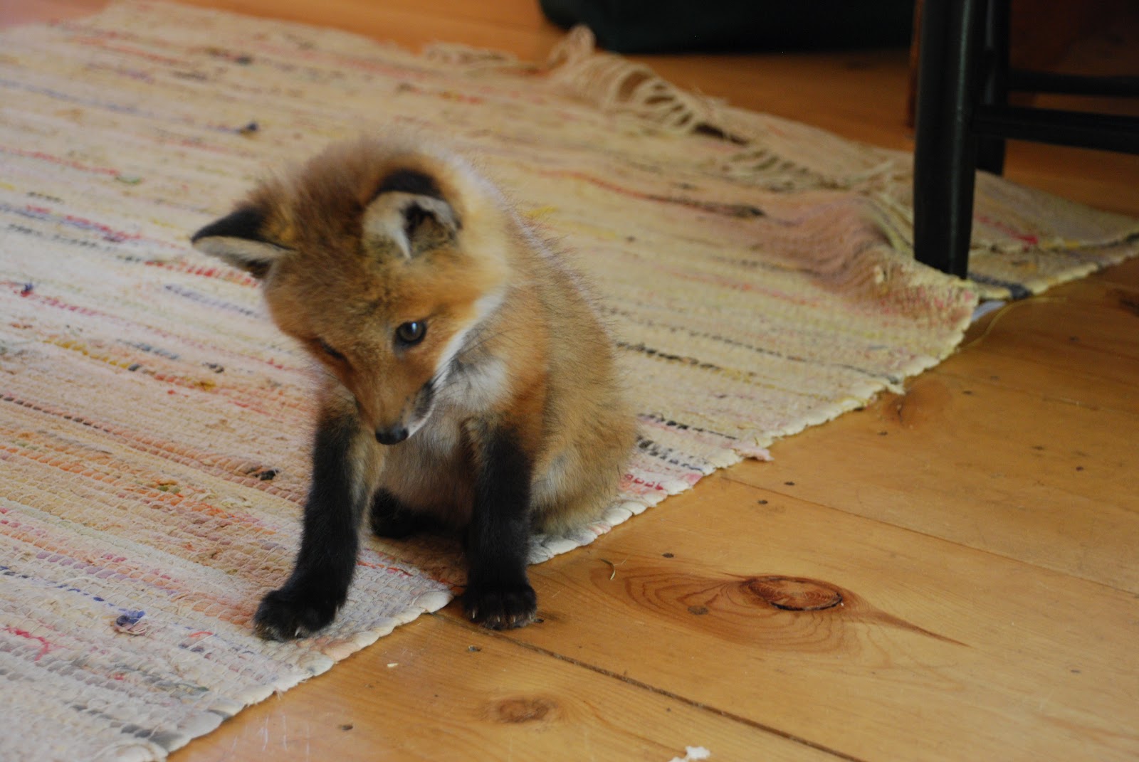 little fox | Fuchs haustier, Babyfüchse, Wilde tiere