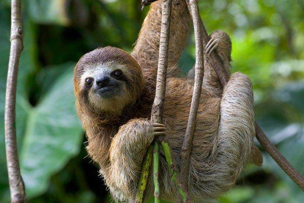 Sensaciones, sentimientos, emociones y pasiones: PEREZA