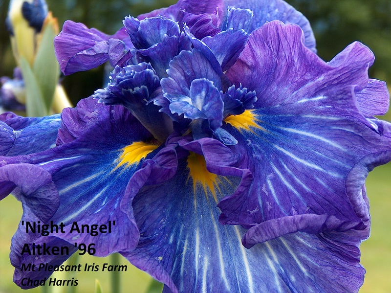 World of Irises: A Japanese Iris Cross for Beginners