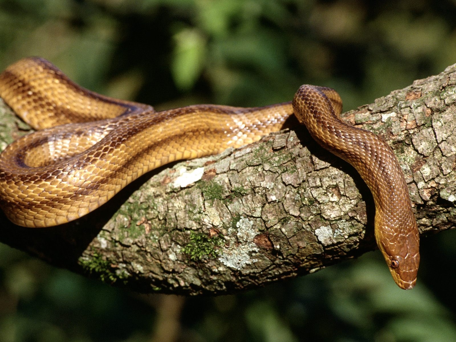 Banco de Imagenes Gratuitas: Fotos de serpientes, vívoras y culebras (7 ...