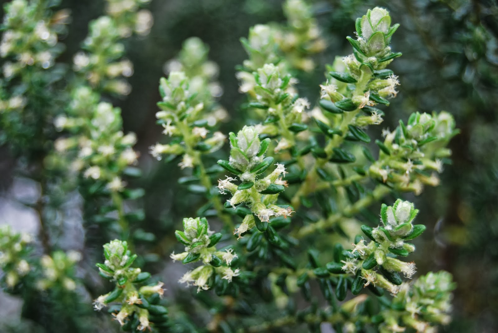 La Naturaleza es Química/Nature is a Chemist