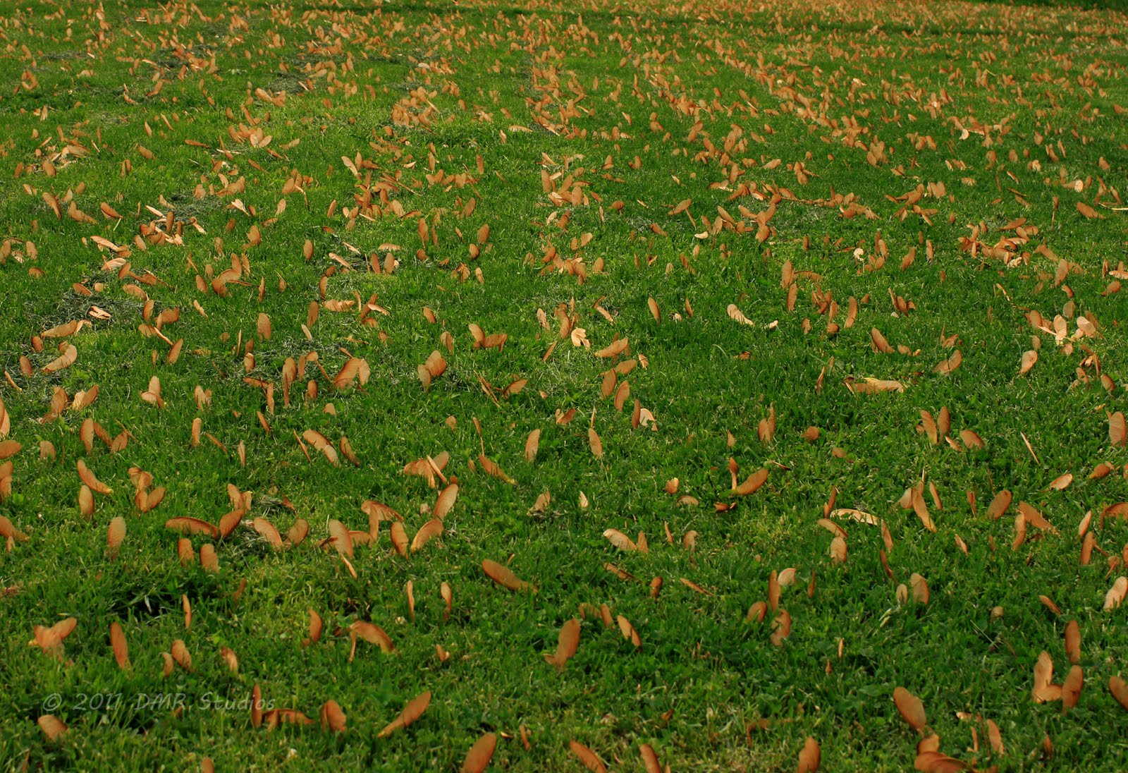 Better Living Through Photography: When Maple Tree Seeds Fall Onto A ...