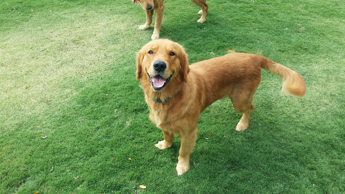 Meet the Golden Simba | (Almost) Wordless Wednesday ~ Your Special Dog