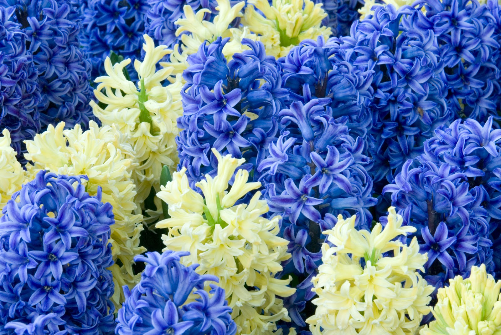 Flowers: Hyacinth