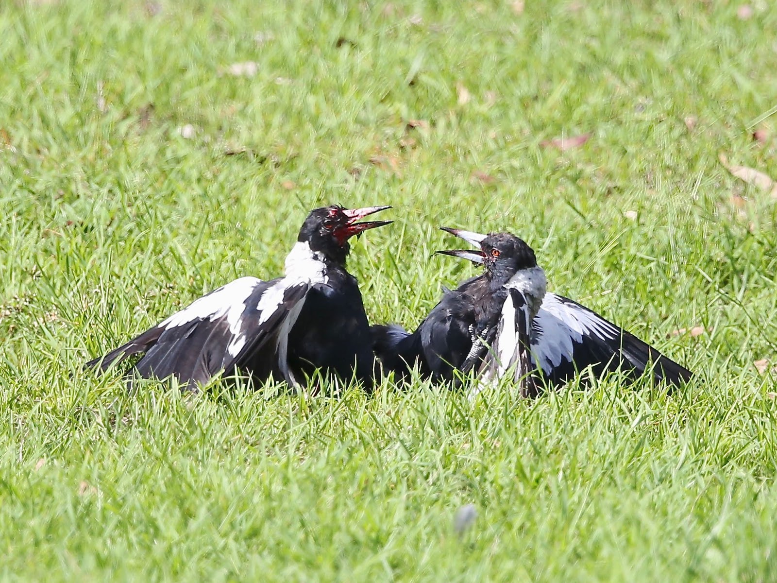 Avithera: Magpies fighting