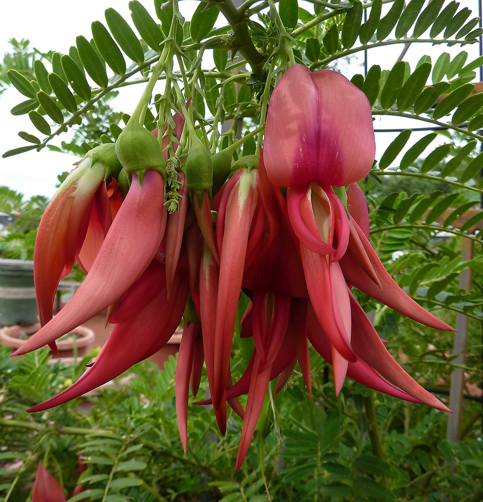 Clianthus puniceus - Alchetron, The Free Social Encyclopedia