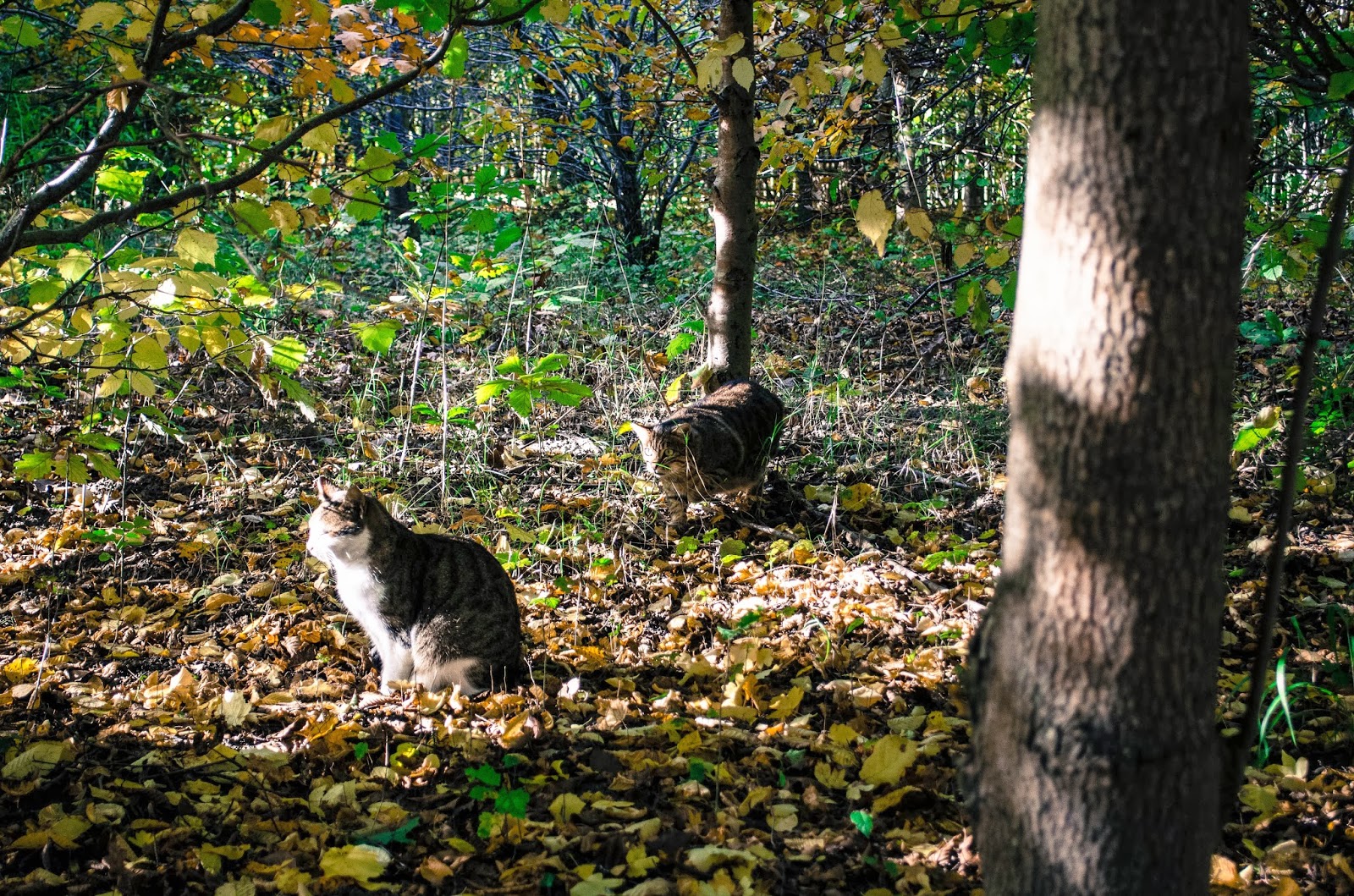 The International Feline: Paris: The Land of the Cat