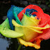 Flower News: How to Make Rainbow Roses