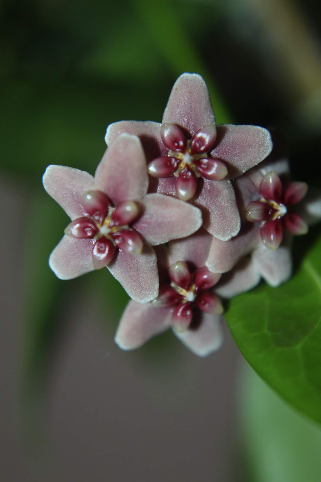 Hoyapassion: Hoya rubida