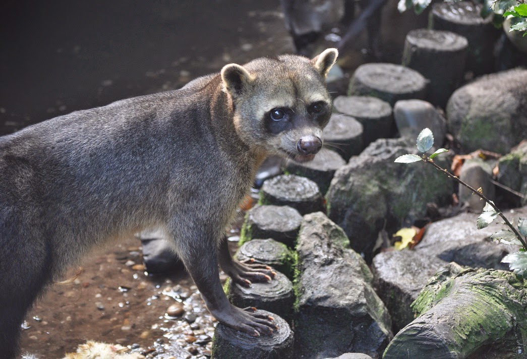 ZOOTOGRAFIANDO (6.100 ANIMALS): MAPACHE CANGREJERO / CRAB-EATING ...