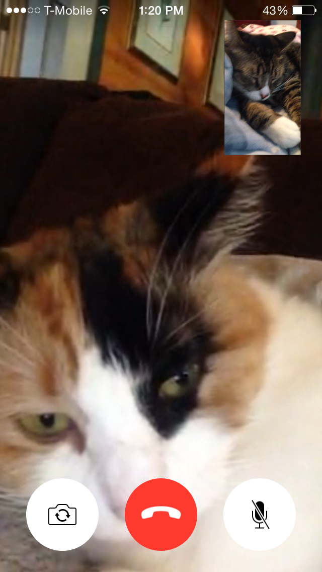 Who says cats can't FaceTime? (a weekly recap) | From Ashley to Awesome