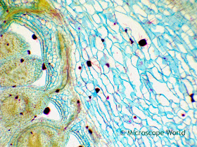 Microscope World Blog: Ranunculus under the Microscope