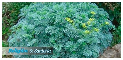 Religion y Santeria: Ruda