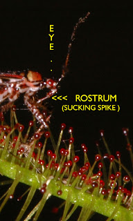 The Nature of Robertson: Tiny spotted-leg Assassin Bug, on Sundew