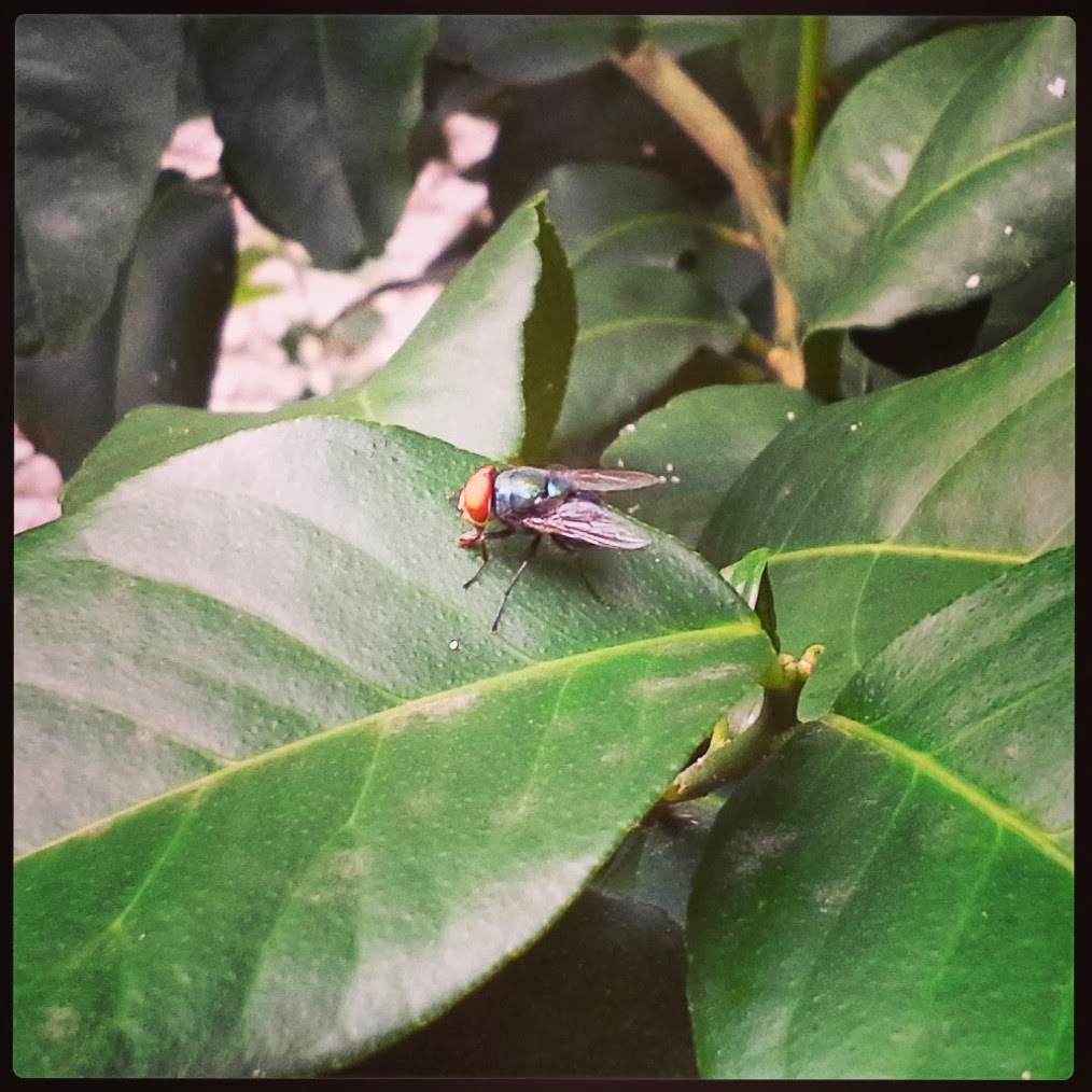 Caçadores de Insetos!!!: Mosca-doméstica (Musca domestica) (ordem Diptera)