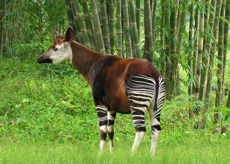 Rainforest Animals - Okapi ~ 1 Best Thing