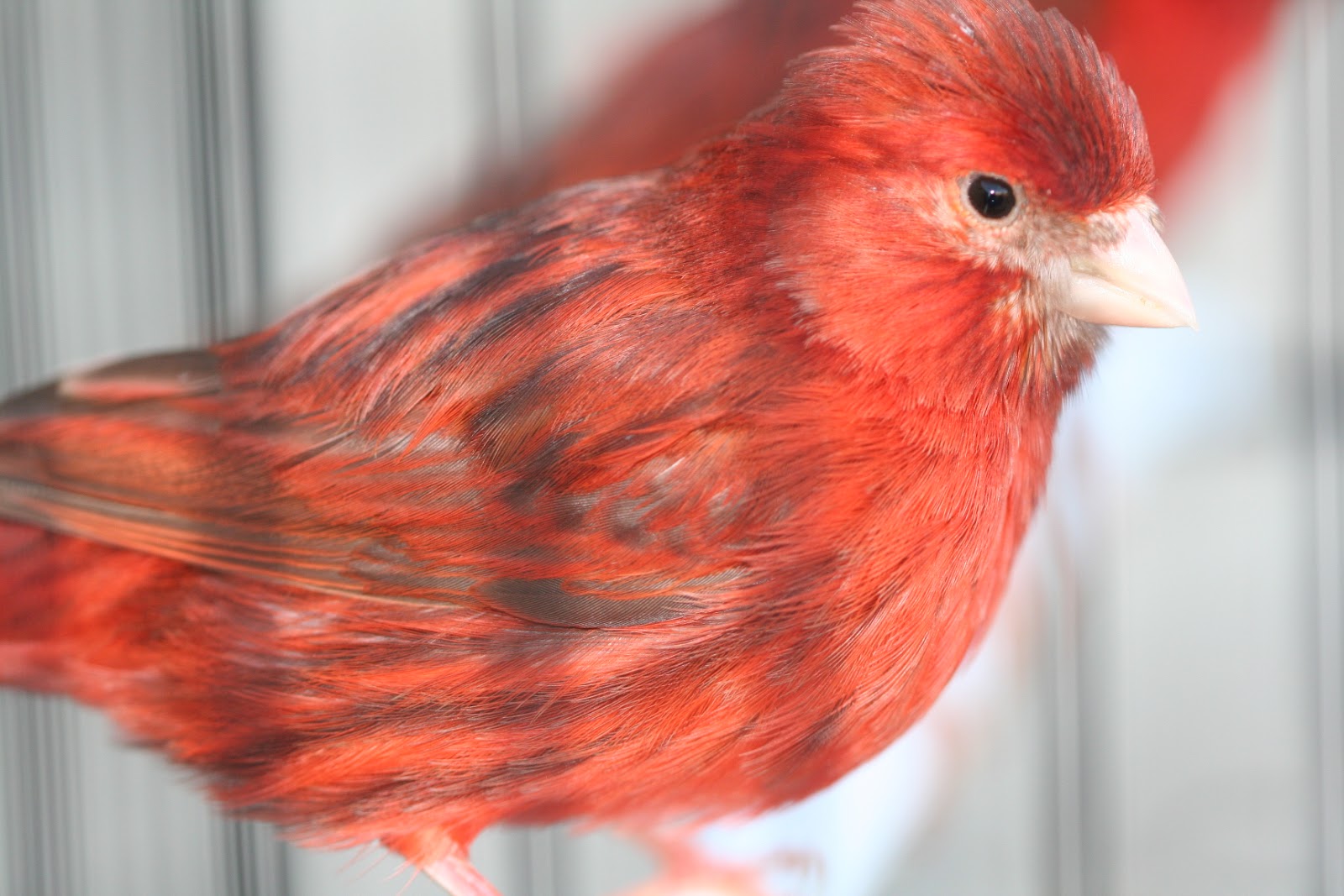 Silva's Birds: Color Canaries 1