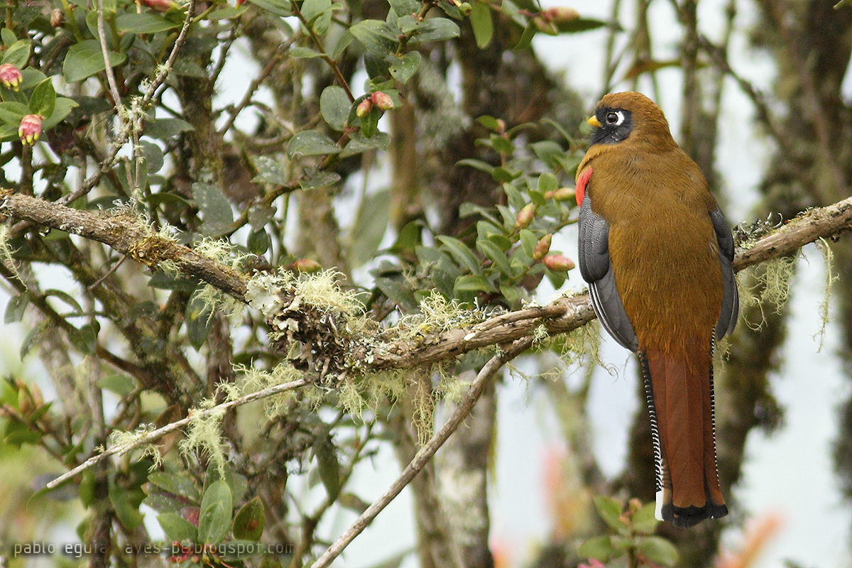 mis fotos de aves: Trogon personatus Trogon Enmascarado Masked Trogon
