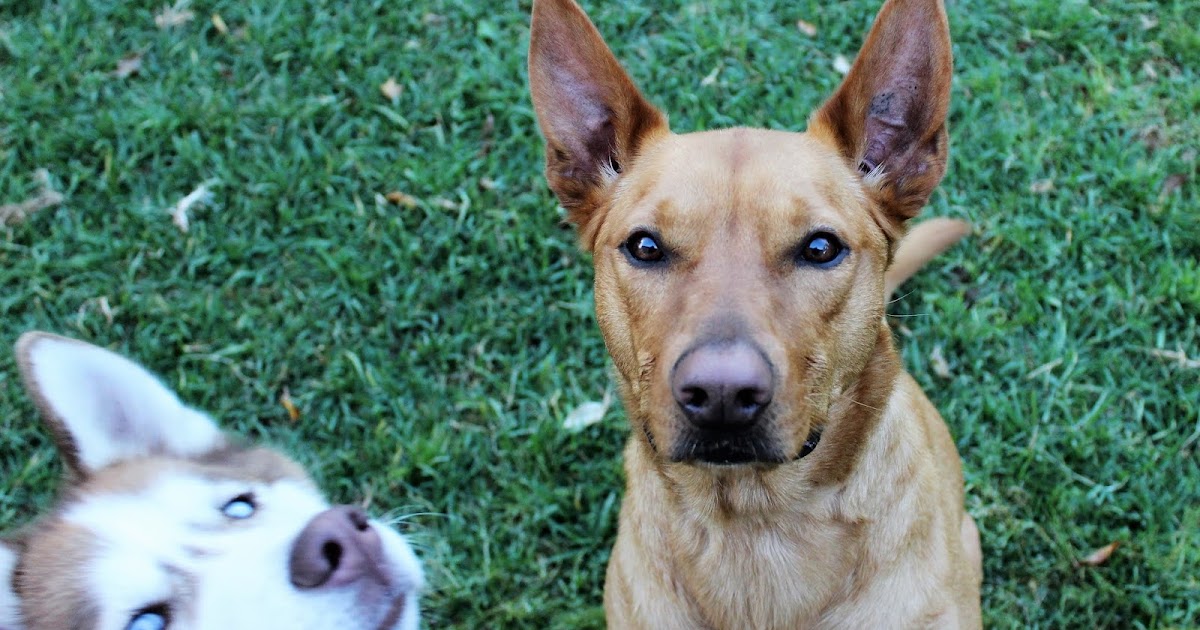 Outback Dog Training