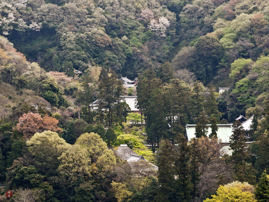 FROM THE GARDEN OF ZEN: Yama-zakura (Cerasus jamasakura) blossoms in ...