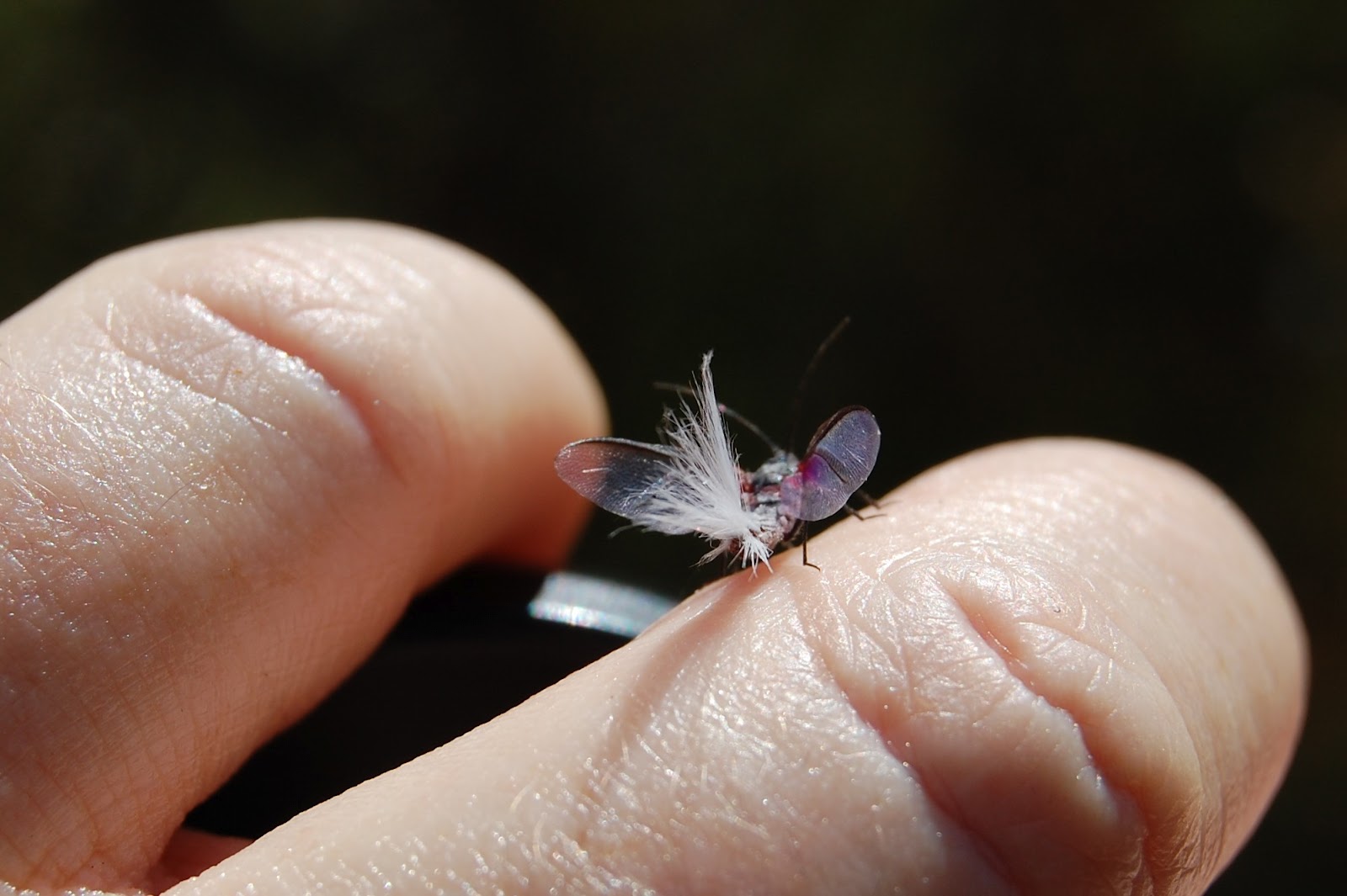 Happy Hamby Campers: Bum-fluff flies!