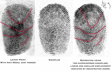 Fingerprint Individualization | ACE-V | Scientific Method: Pattern ...