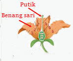 Fungsi Organ Tumbuhan ~ Barokah