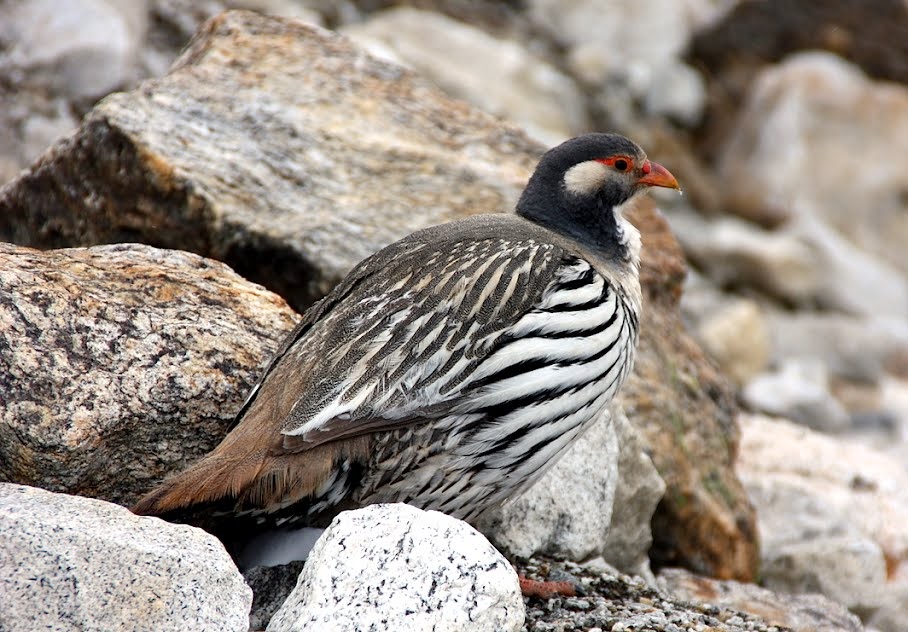 Snow partridge Bird Images