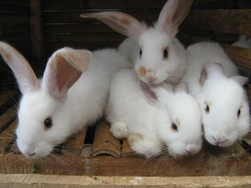 Gambar Anak Kelinci | Gambar Keren dan Unik, Wallpaper, Foto Lucu, Animasi