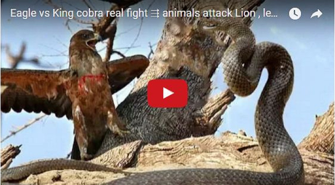 Eagle vs King cobra real fight ~ ANIMALS NEWS