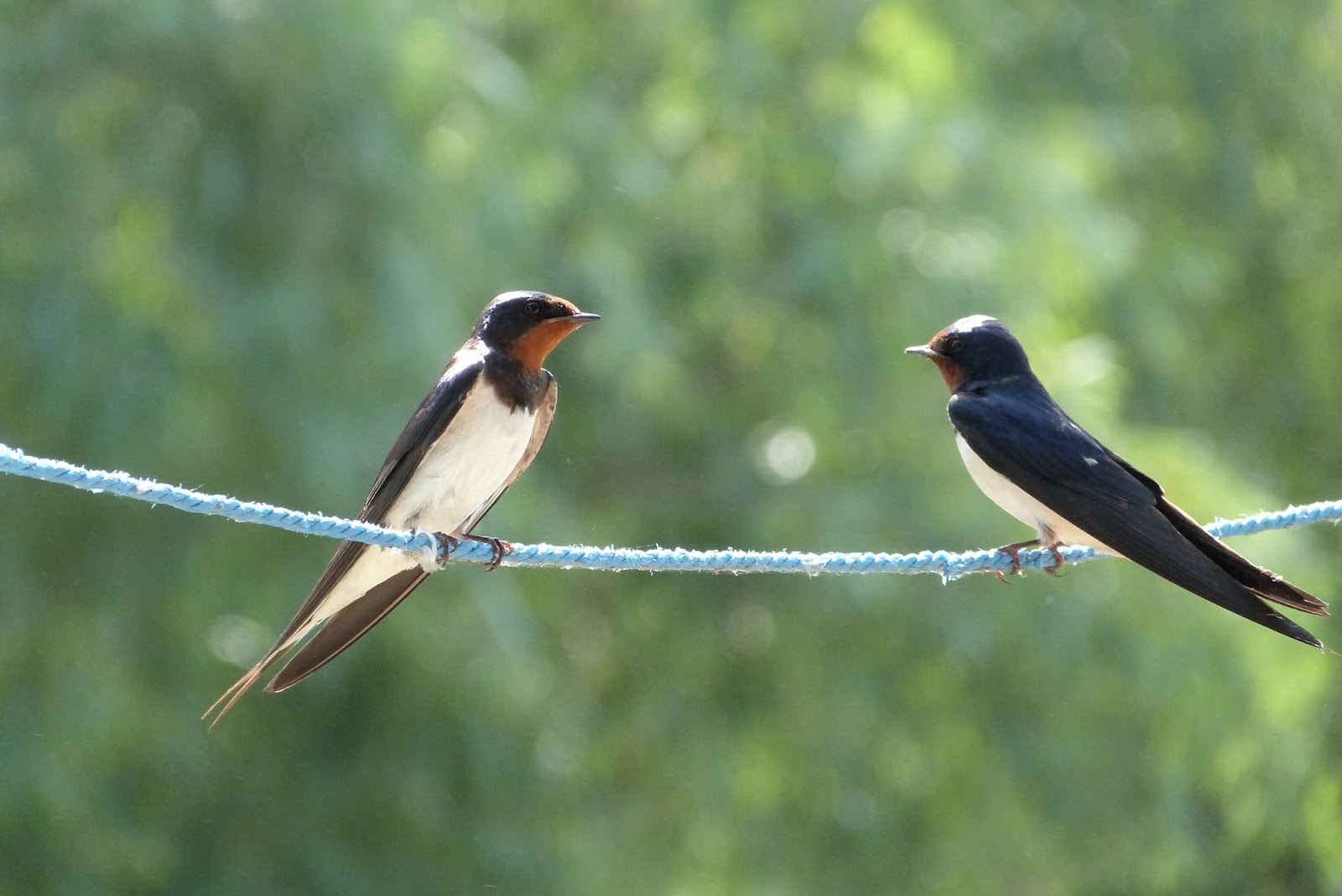 Frumusetile naturii: Randunica (Hirundo rustica)