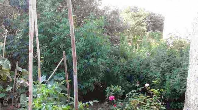 Καλλιεργούσαν χασισοφυτεία στο σπίτι τους στην Καλαμάτα - kalamatanews ...