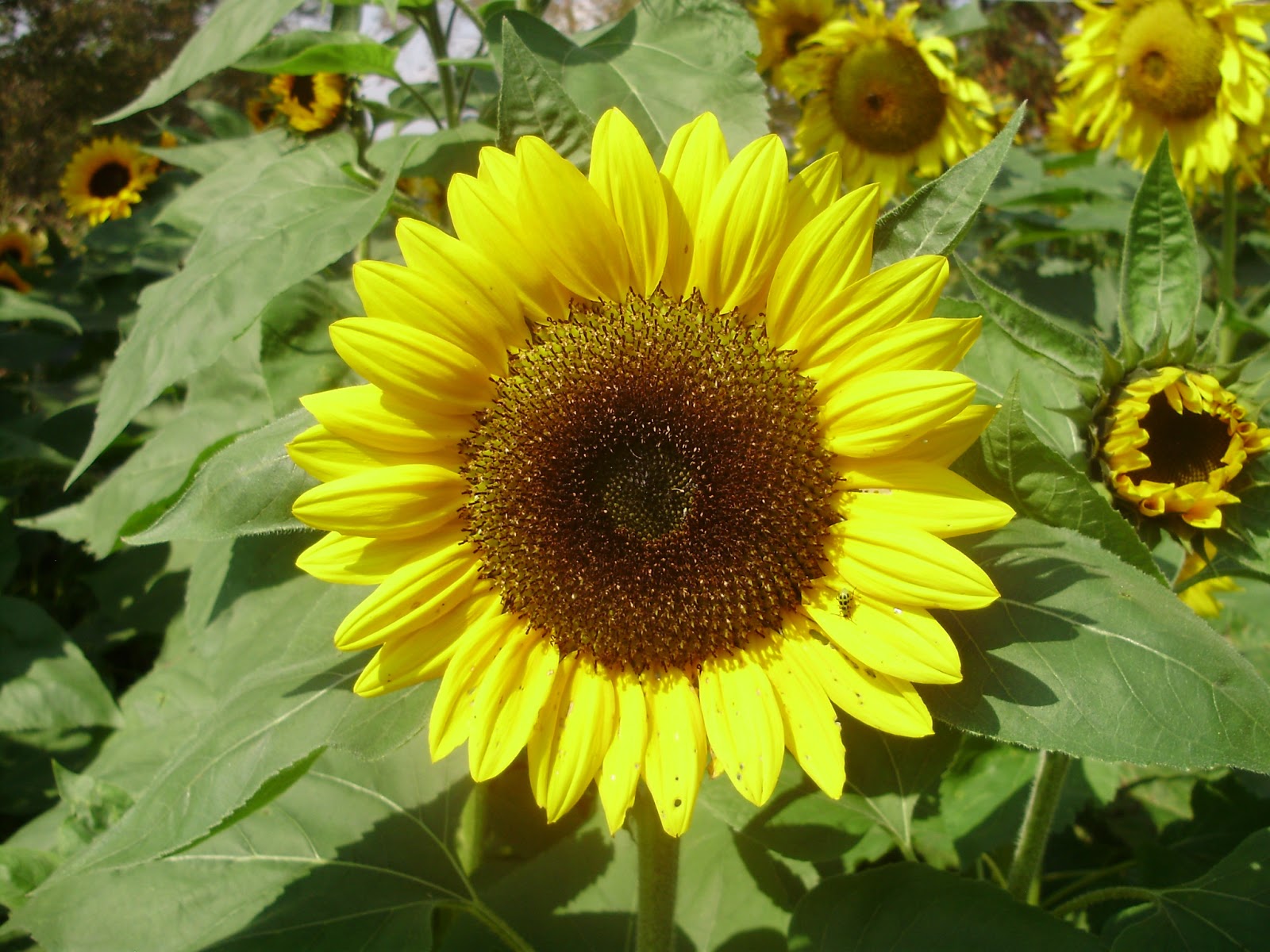 Honey Bee Sunflower: Sunny day sunflowers!