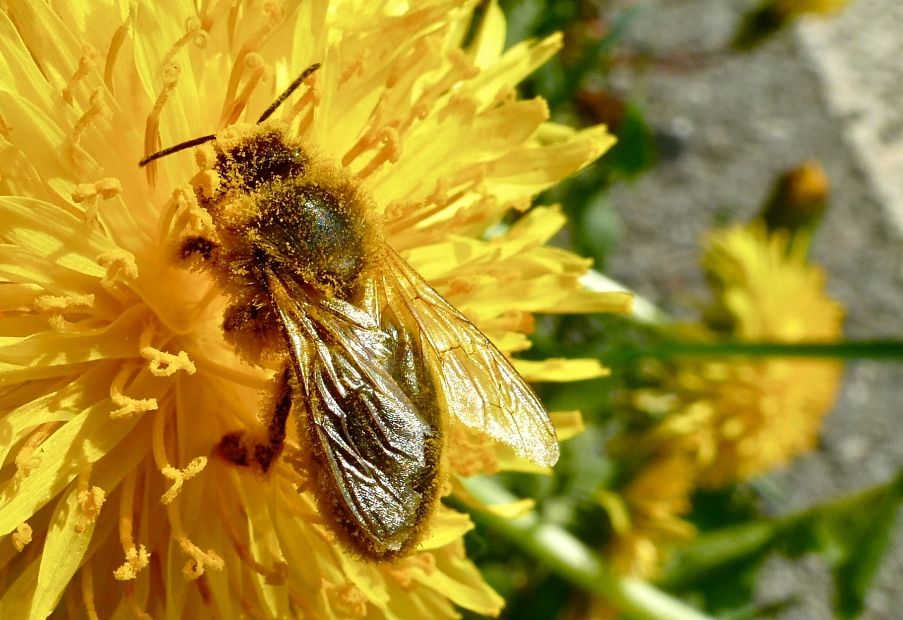 WWW: Das emsige Bienli und die grosse Liebe