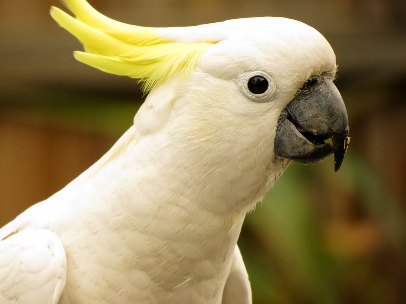 Nature walks with my camera: Cockies in the backyard - Oct 2013